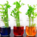 Preschool Spring Theme Activity Plans - Early Childhood Lesson Plans